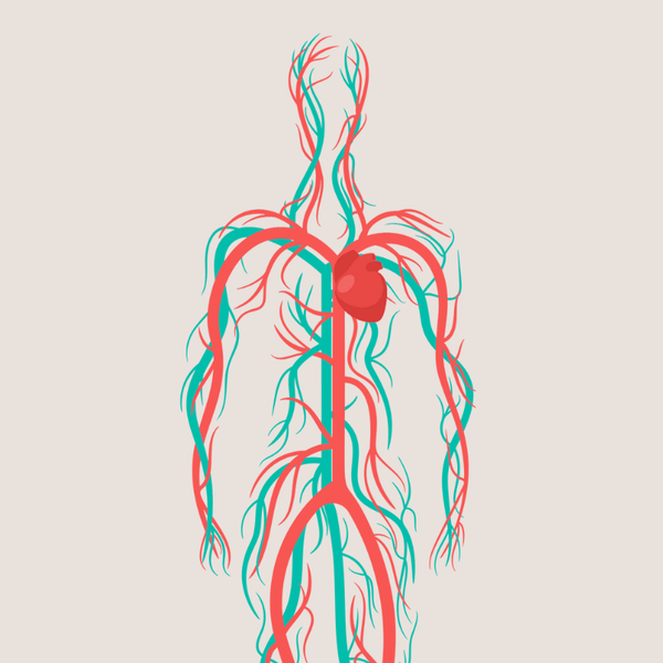 Microcirculation And Performance